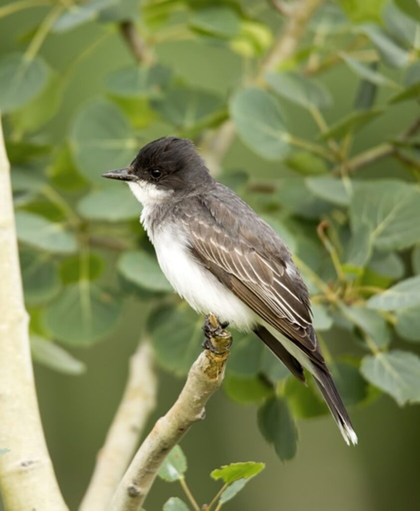 30 Striking Birds with White Stripes on Wings - Nature's Wonders!