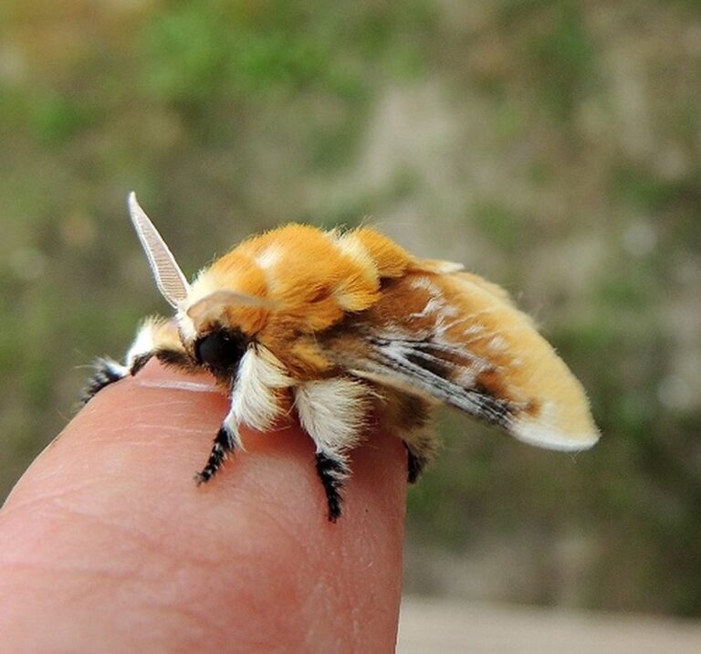 8 Stunning Fluffy Moths to Discover in Your Garden