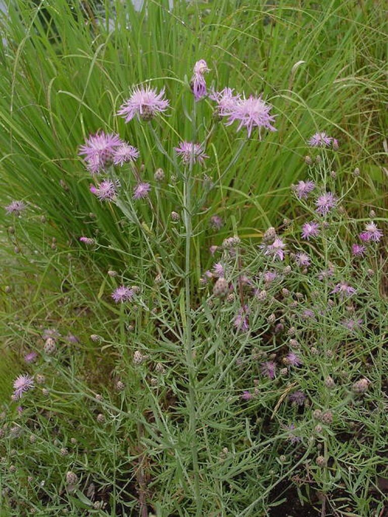 13 Most Invasive Plants: Remove These Garden Troublemakers Now