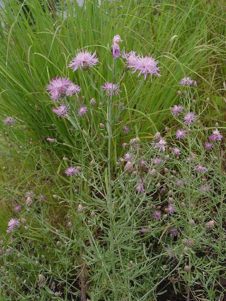 13 Most Invasive Plants: Remove These Garden Troublemakers Now