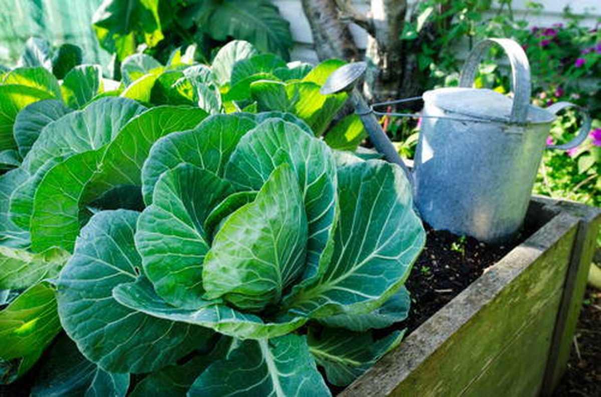 8 Top Cabbage Growing Tips No One Will Tell You - Garden Magic!