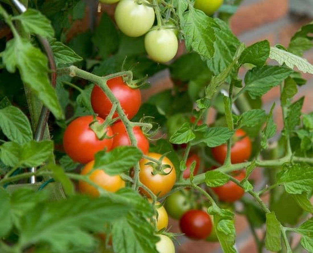 5 Magical Secrets of Growing Tomatoes in Hanging Basket