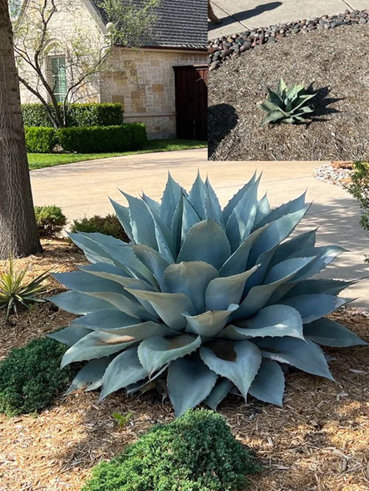 9 Stunning Types of Blue Agave Plants to Brighten Your Garden