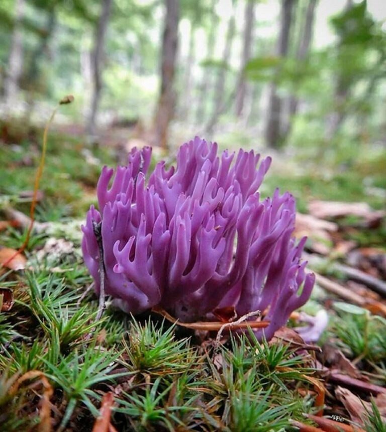 23 Stunning Mushrooms that Look Like Flowers to Discover Today