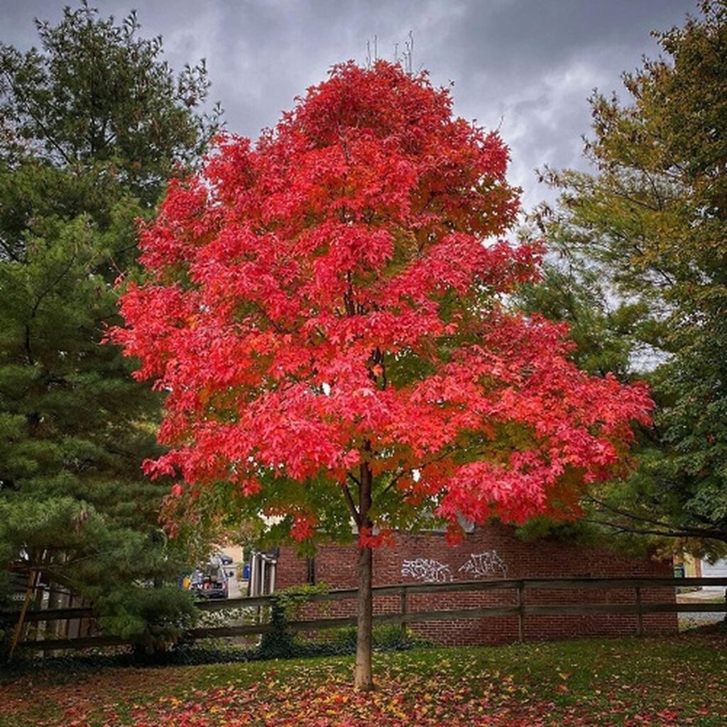 28 Stunning Tall Skinny Trees for Your Perfect Garden Oasis