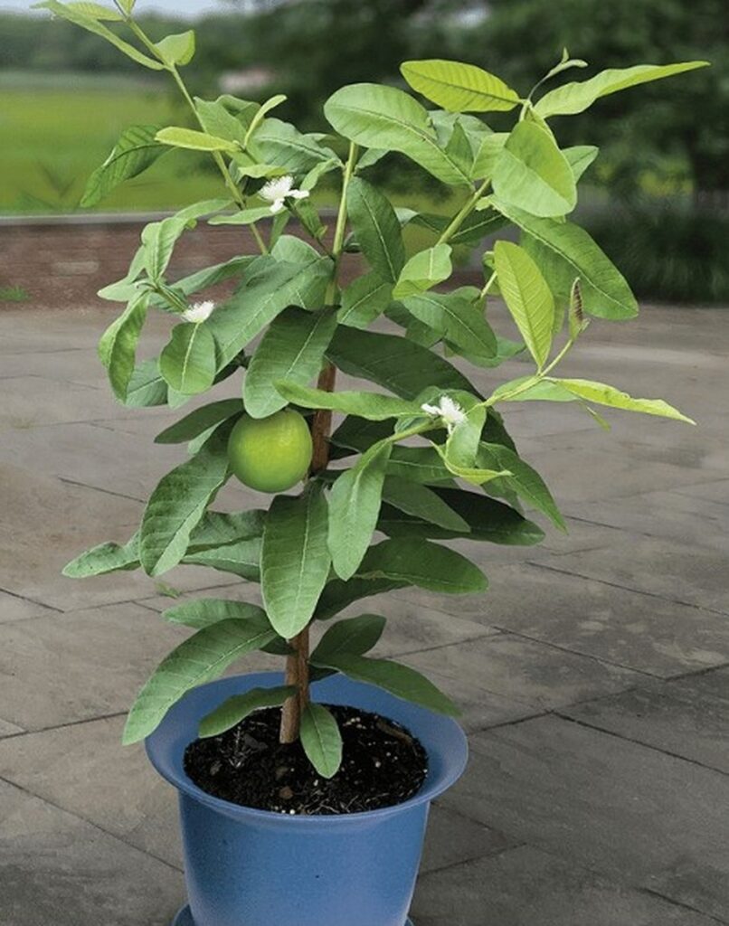 43 Fascinating Plants from Jamaica That Brighten Any Garden