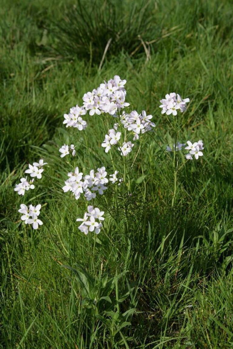 16 Beautiful German Flowers to Brighten Your Garden