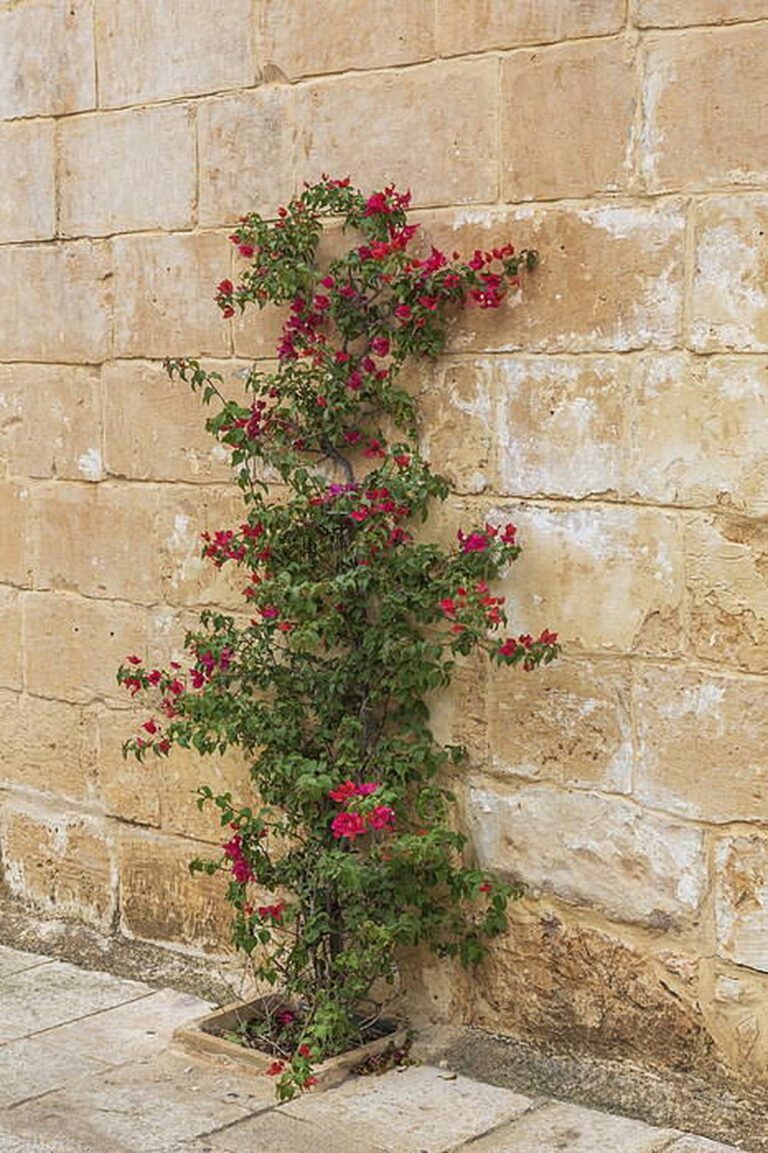 40 Charming Ways to Display Vines Both Indoors and Outdoors