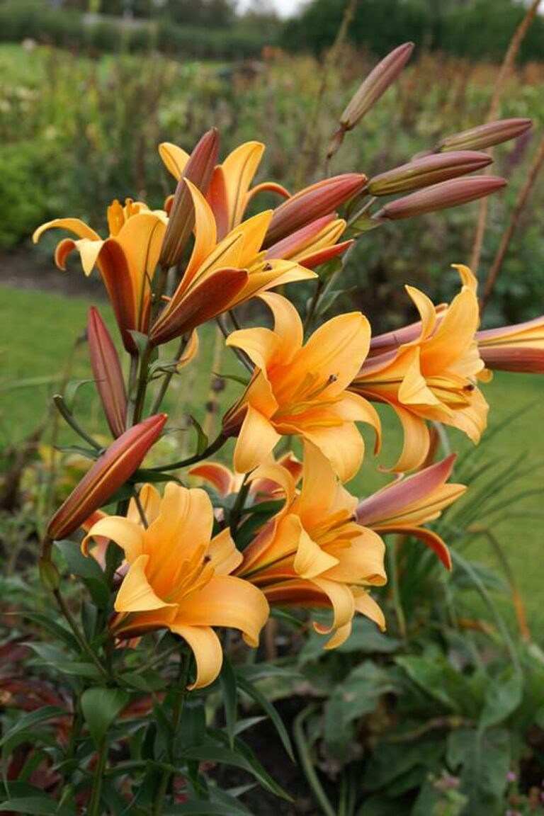 20 Enchanting Fragrant Lilies That Smell Heavenly