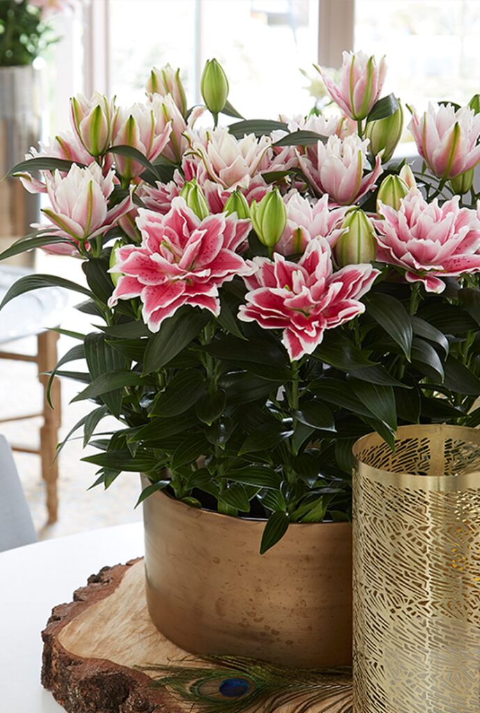 20 Stunning Pink Lily Varieties That Brighten Any Garden