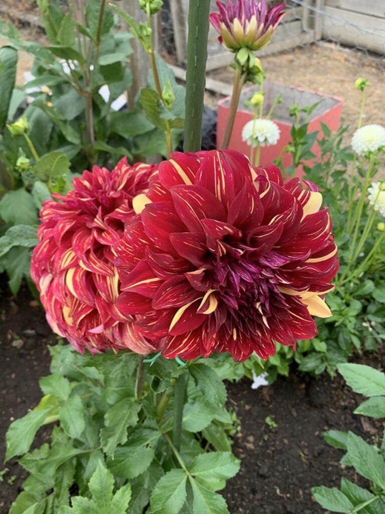 27 Stunning Red Dahlia Varieties That Will Brighten Any Garden
