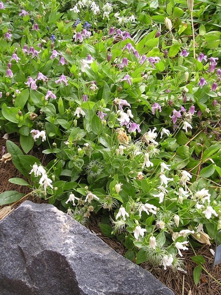 17 Beautiful Vines that Make Good Ground Cover for Your Garden