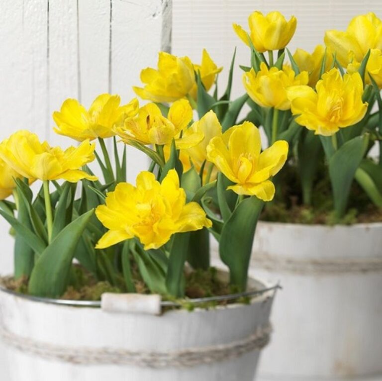 34 Enchanting Yellow Tulip Varieties to Brighten Your Garden