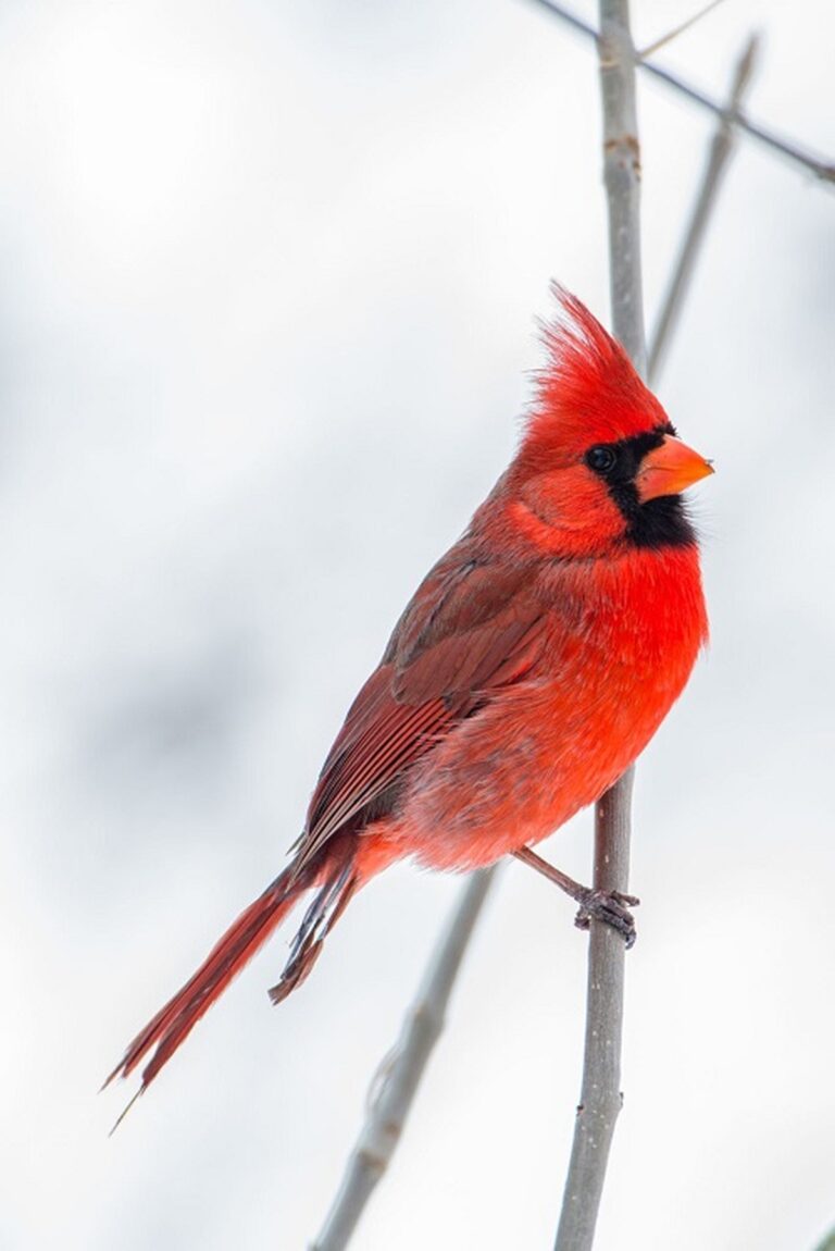 33 Stunning Birds with Red Chest That Brighten Any Garden