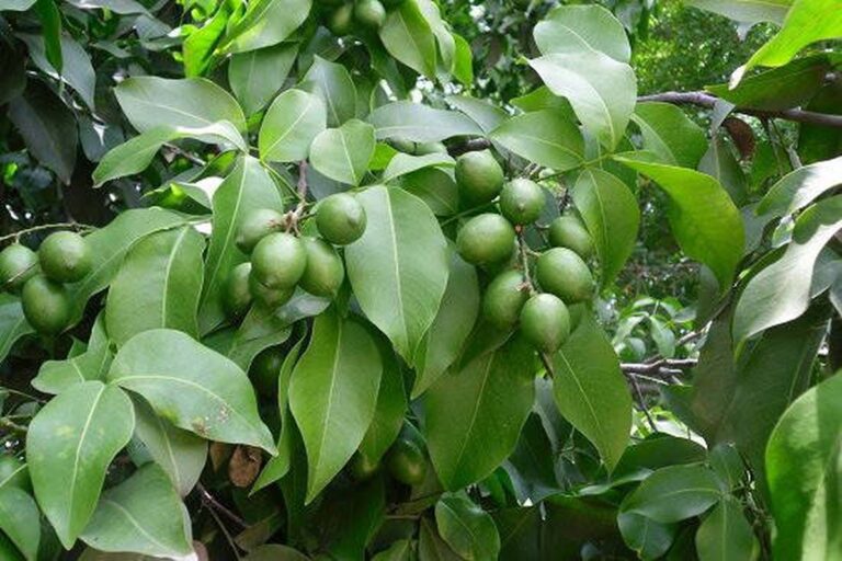 25 Amazing Drought Tolerant Fruit Trees for Easy Growing