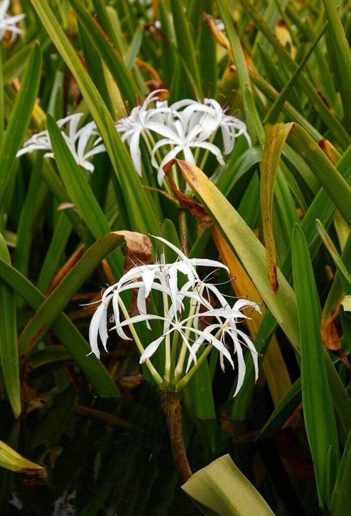 47 Beautiful Native Florida Flowers That Brighten Any Garden