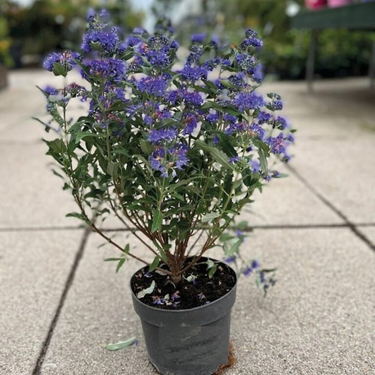 36 Gorgeous Violet Flowers to Brighten Your Garden Today