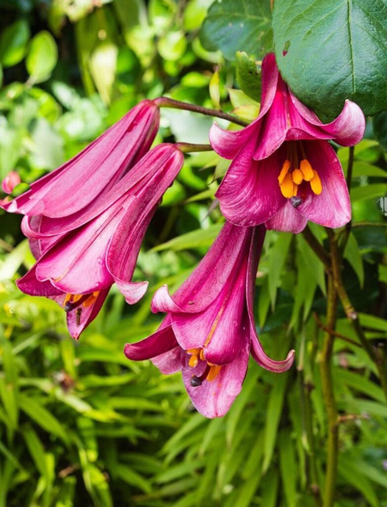 20 Stunning Pink Lily Varieties That Brighten Any Garden