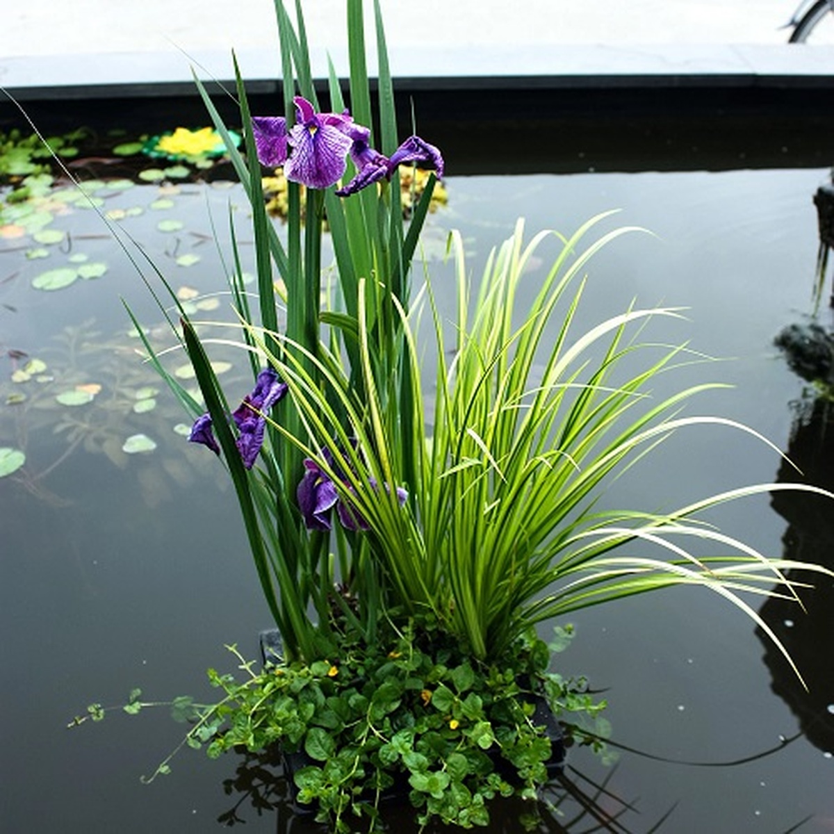 14 Amazing Purple Plants That Thrive in Water