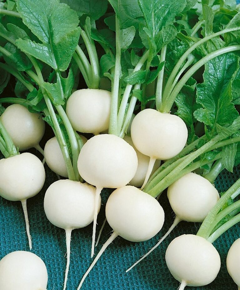 40 Exciting Radish Varieties Perfect for Your Container or Garden