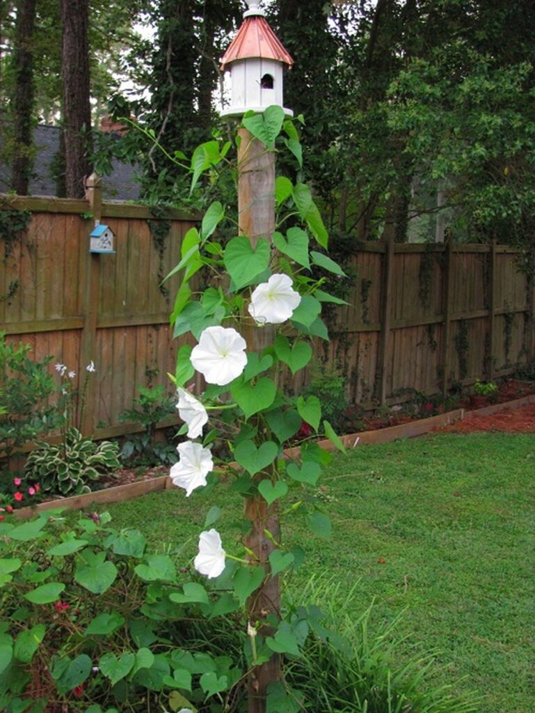 16 Vines That Can Grow on Trees: Find Your Perfect Match