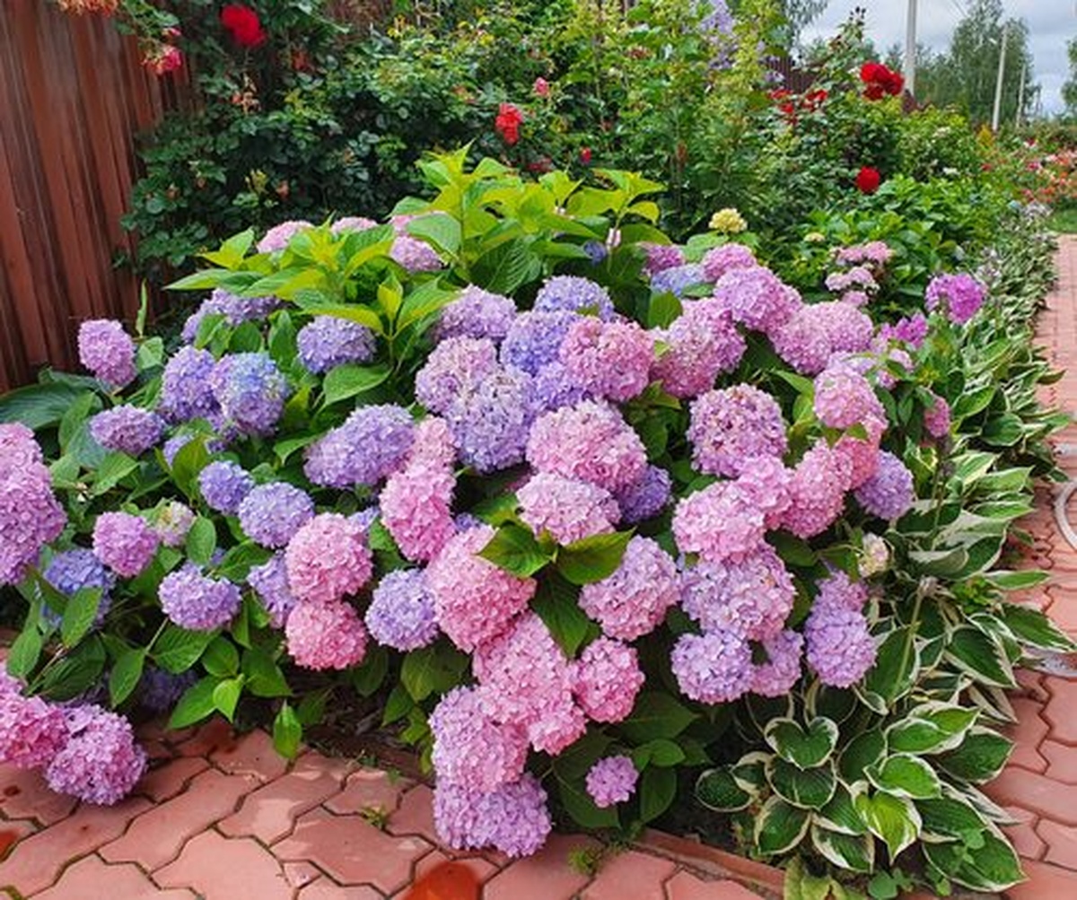 11 Enchanting Landscaping with Hostas Ideas for Garden Magic