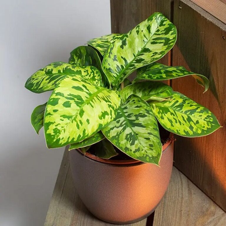 19 Stunning Types of Homalomena Varieties for Your Indoor Garden