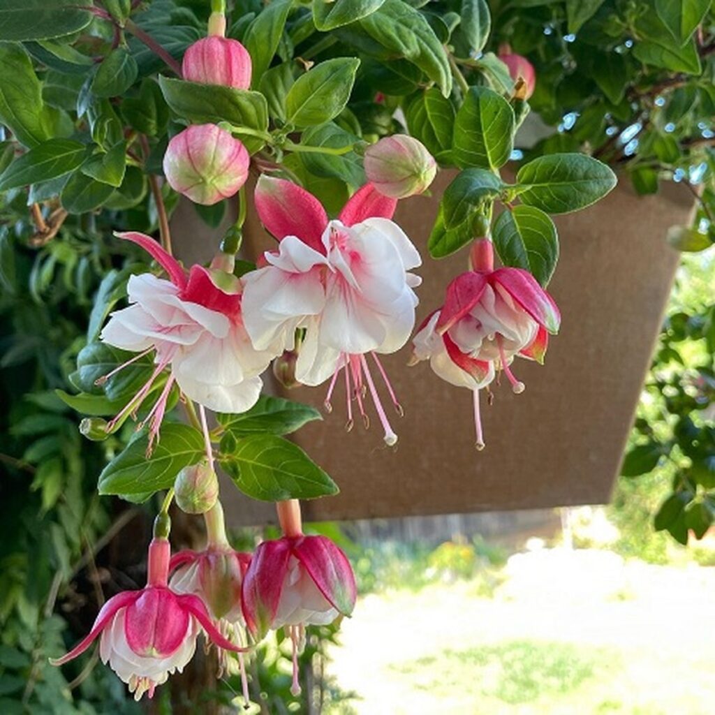 16 Gorgeous Fuchsia Variety Colors That Gardeners Adore