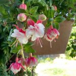 16 Gorgeous Fuchsia Variety Colors That Gardeners Adore