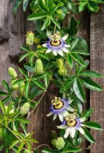 16 Vines That Can Grow on Trees: Find Your Perfect Match