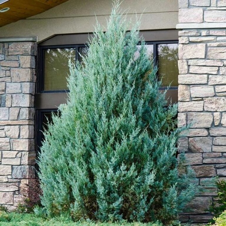28 Stunning Tall Skinny Trees for Your Perfect Garden Oasis