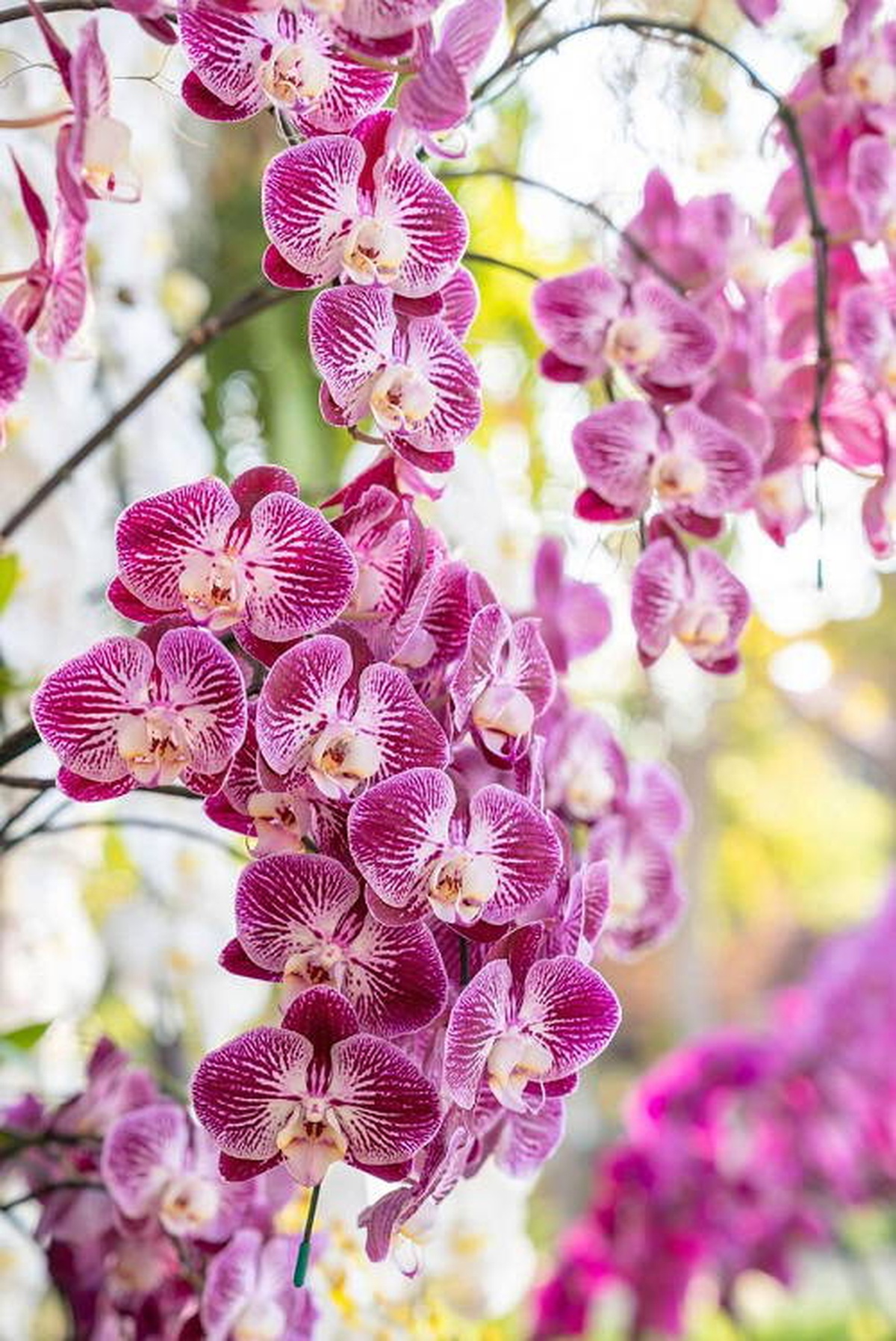12 Gorgeous Flowers That Look Like Butterfly Ready to Fly Away
