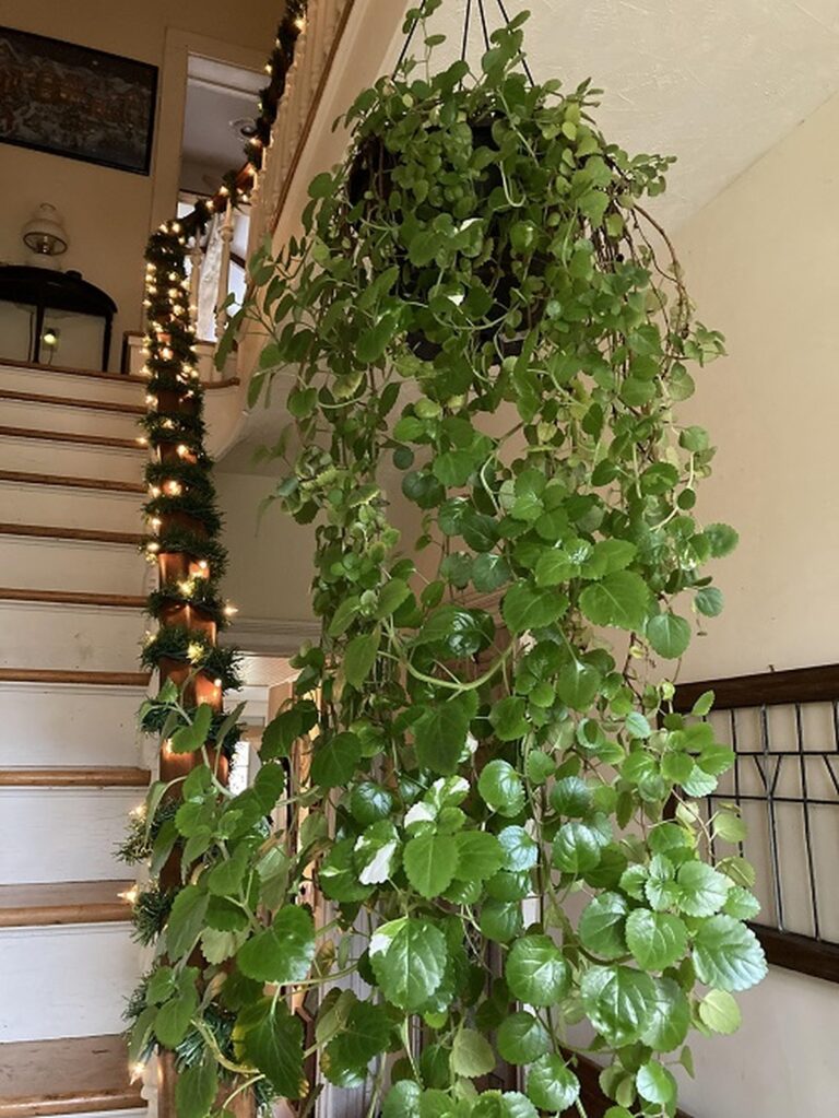 20 Gorgeous Plants For Hanging From The Ceiling To Elevate Your Space