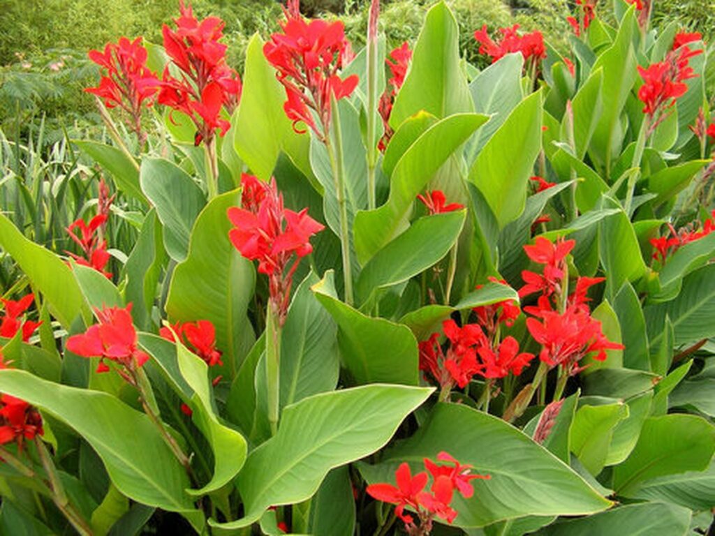 30 Stunning Types of Canna Lily Varieties for Garden Paradise