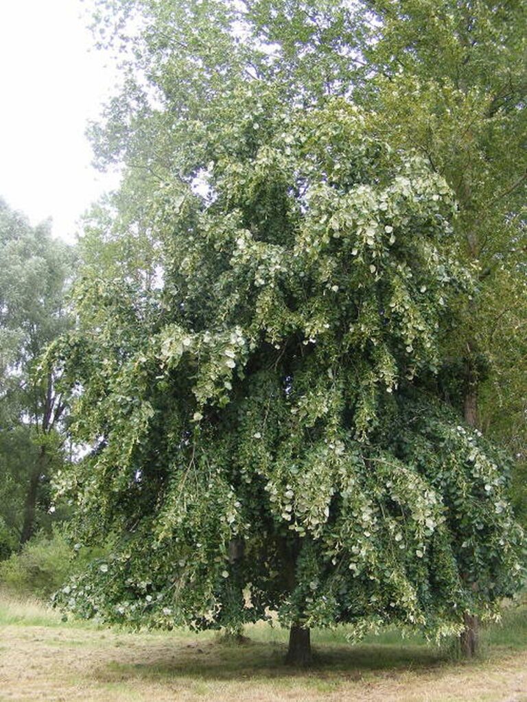 15 Beautiful Trees with Heart Shaped Leaves to Fall in Love With