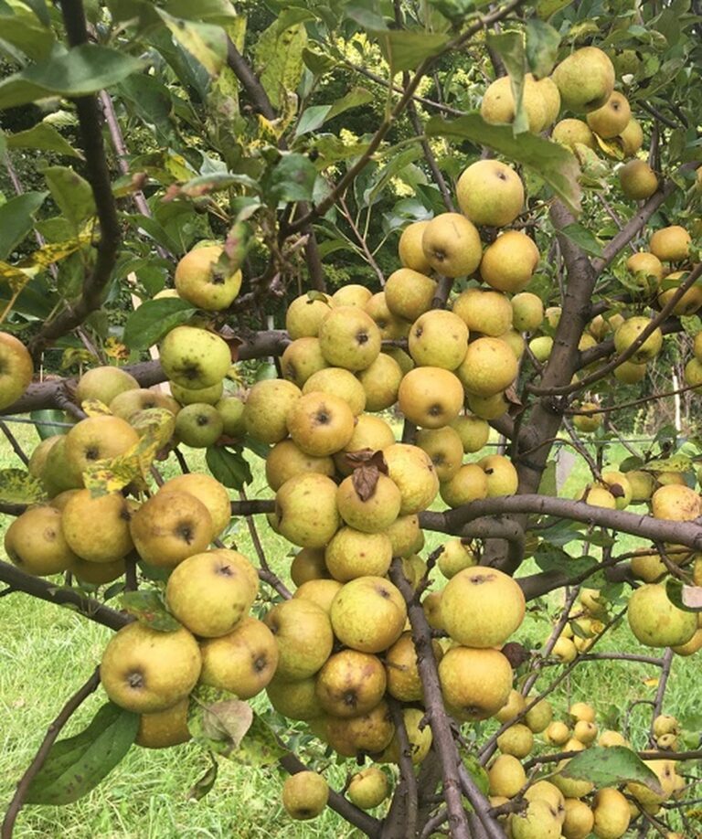 27 Delicious Yellow Apple Varieties Perfect For Your Garden