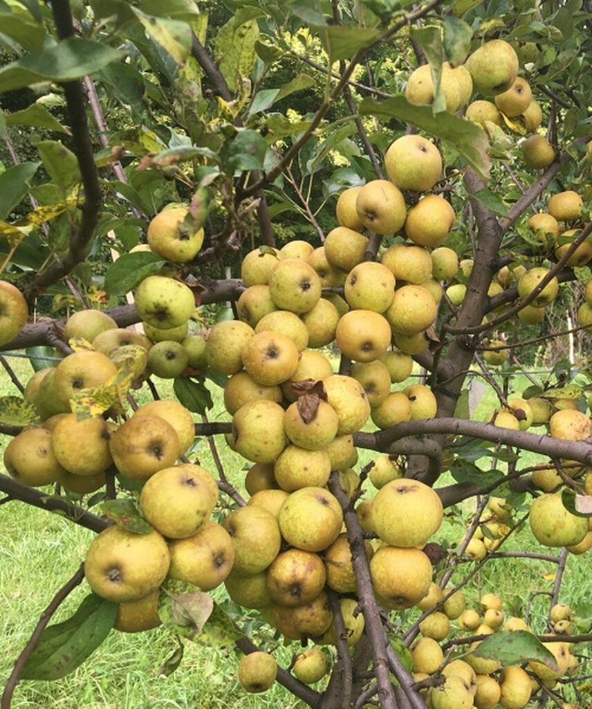 27 Delicious Yellow Apple Varieties Perfect For Your Garden