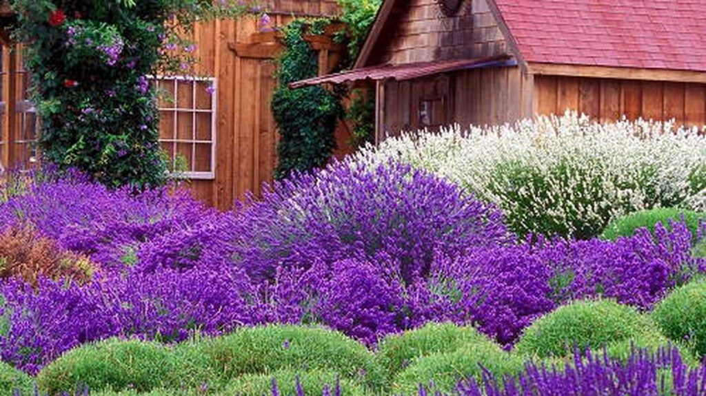 25 Stunning Lavender Garden Design Ideas for Perfect Landscaping
