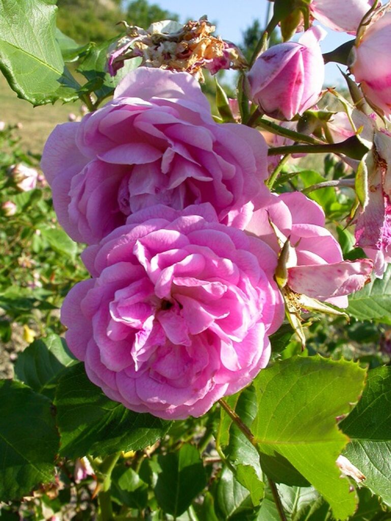 13 Stunning Blue Rose Varieties: Find Your Perfect Blooming Beauty