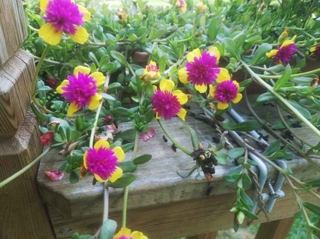 29 Stunning Portulaca Varieties That Brighten Every Garden