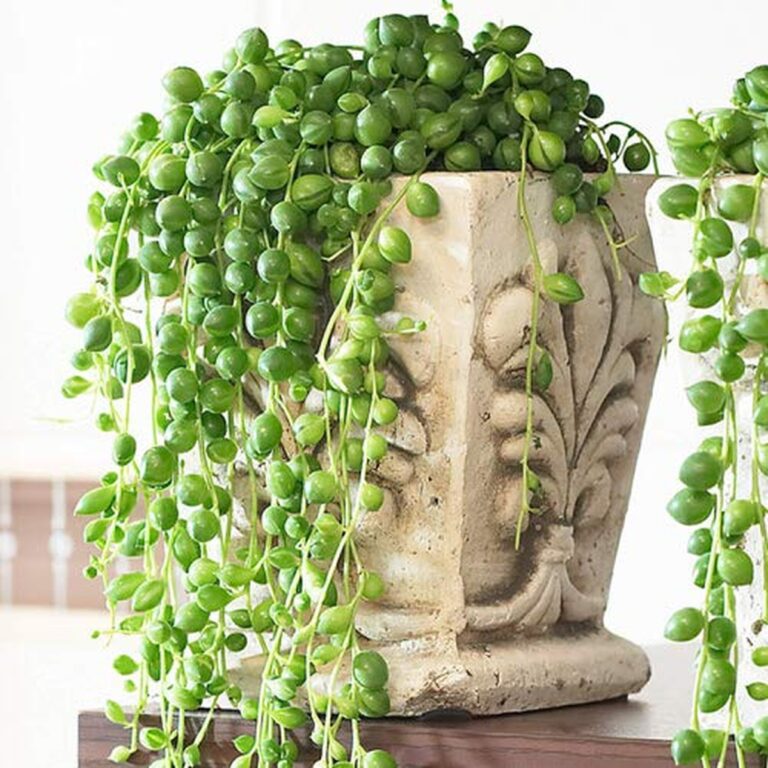 30 Gorgeous Trailing Foliage Plants for Hanging Baskets and Windowboxes