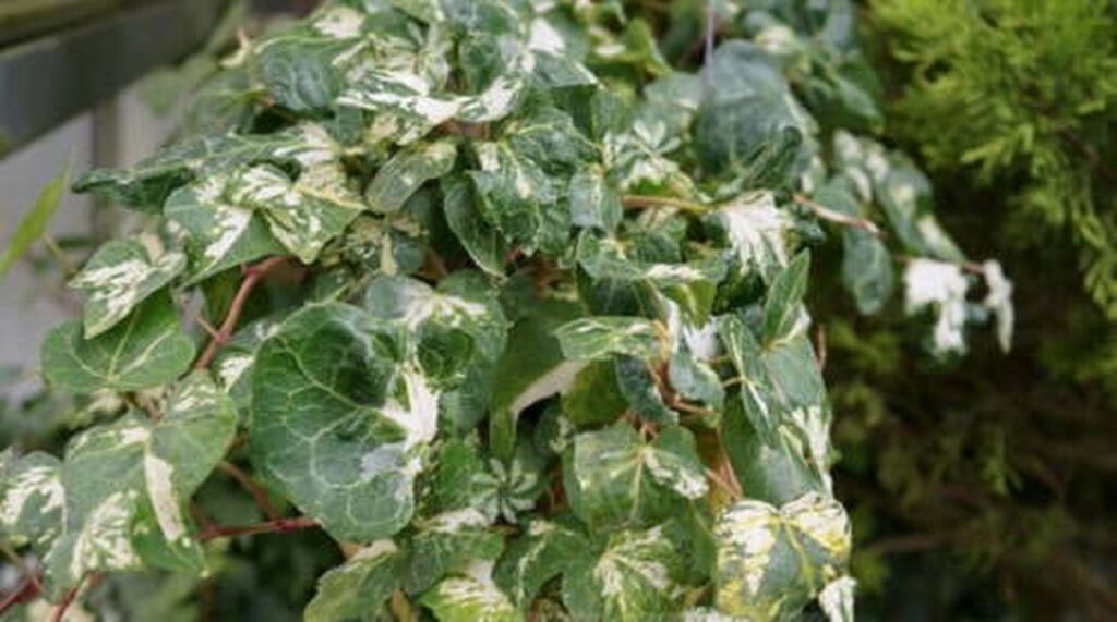 26 Stunning Types of Ivy Houseplants for Your Green Haven