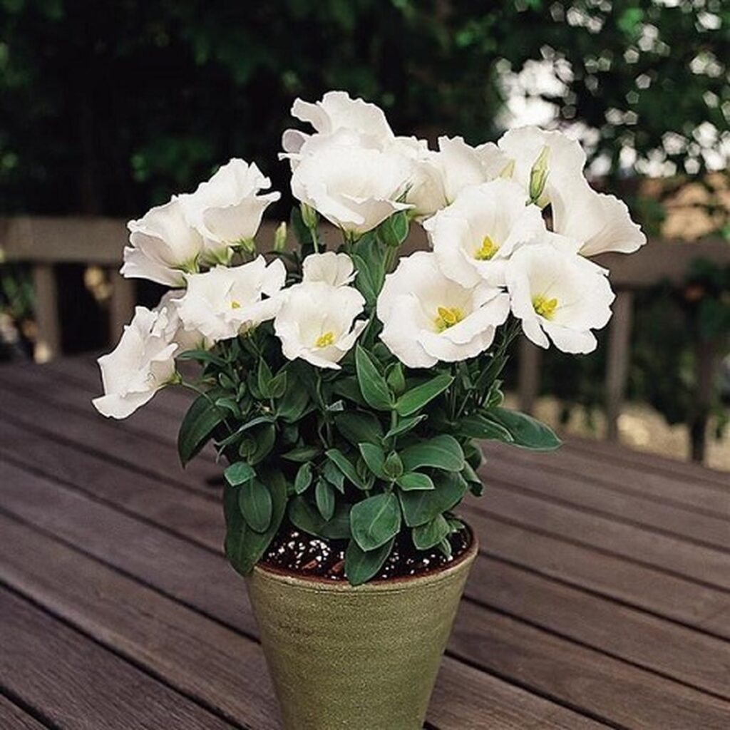 22 Stunning Types of Lisianthus Varieties to Brighten Your Garden