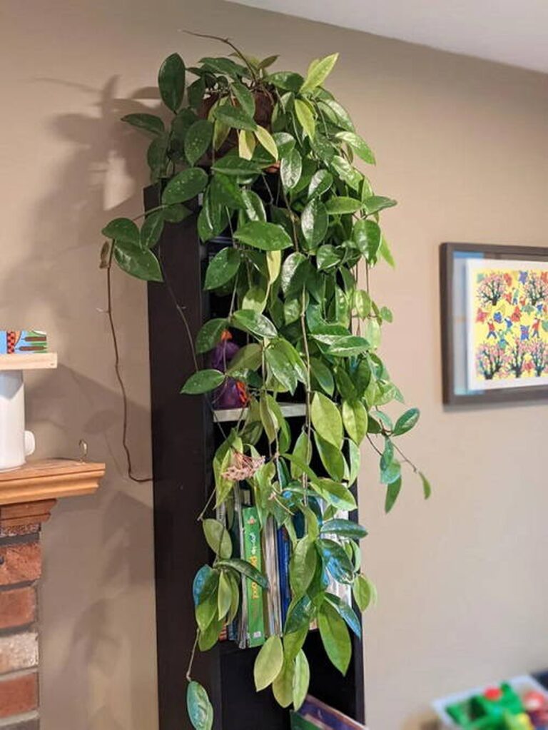 32 Amazing Hoya Plant Ideas to Display Them in Style!