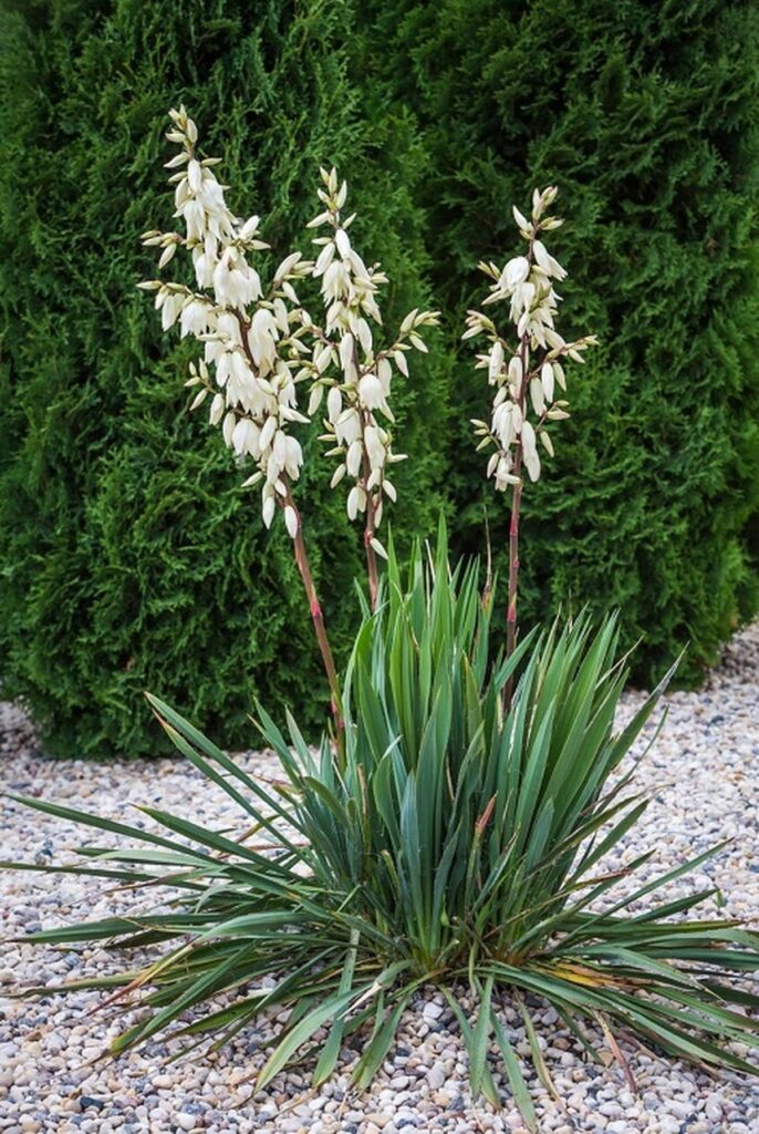 24 Stunning Yucca Plant Varieties for Your Garden Paradise