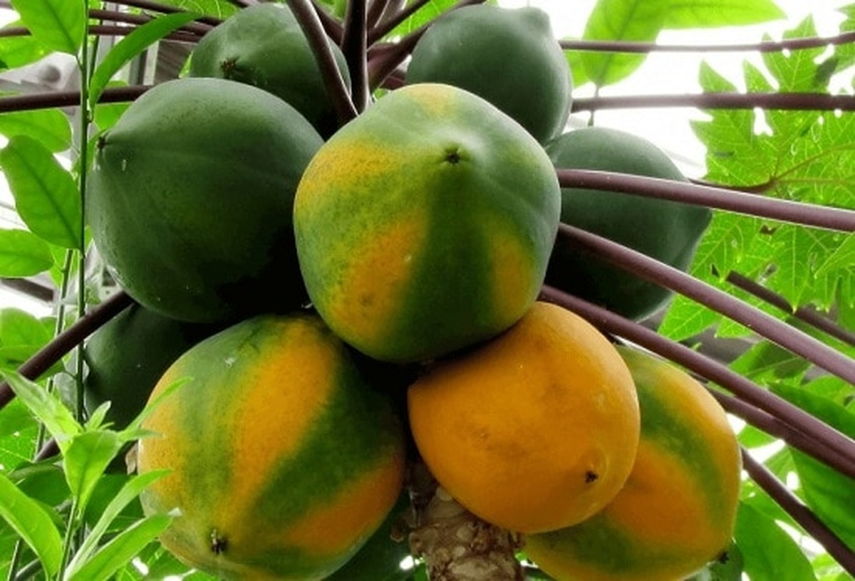 14 Delicious Papaya Varieties: Different Types of Papayas to Try