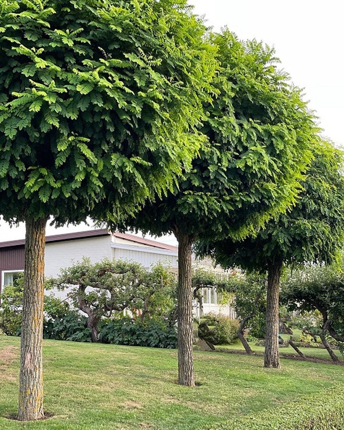 8 Deadly Poisonous Plants in Pea Family That Can Be Fatal