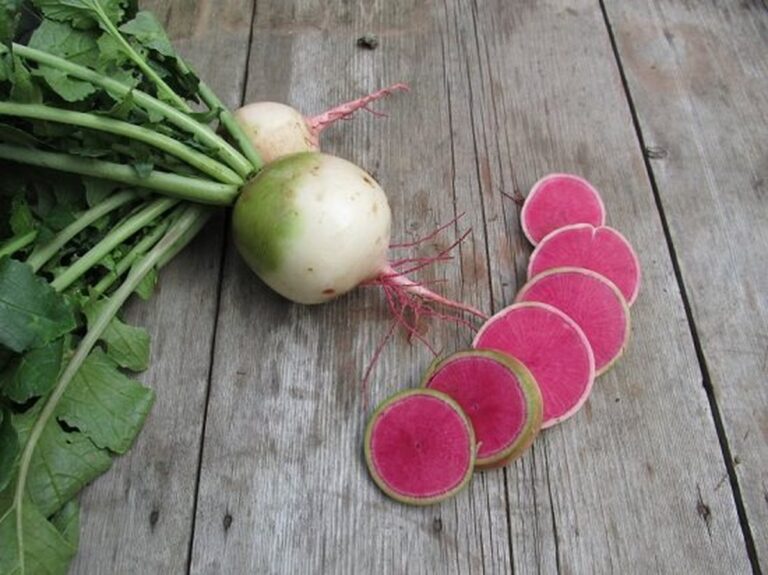 40 Exciting Radish Varieties Perfect for Your Container or Garden