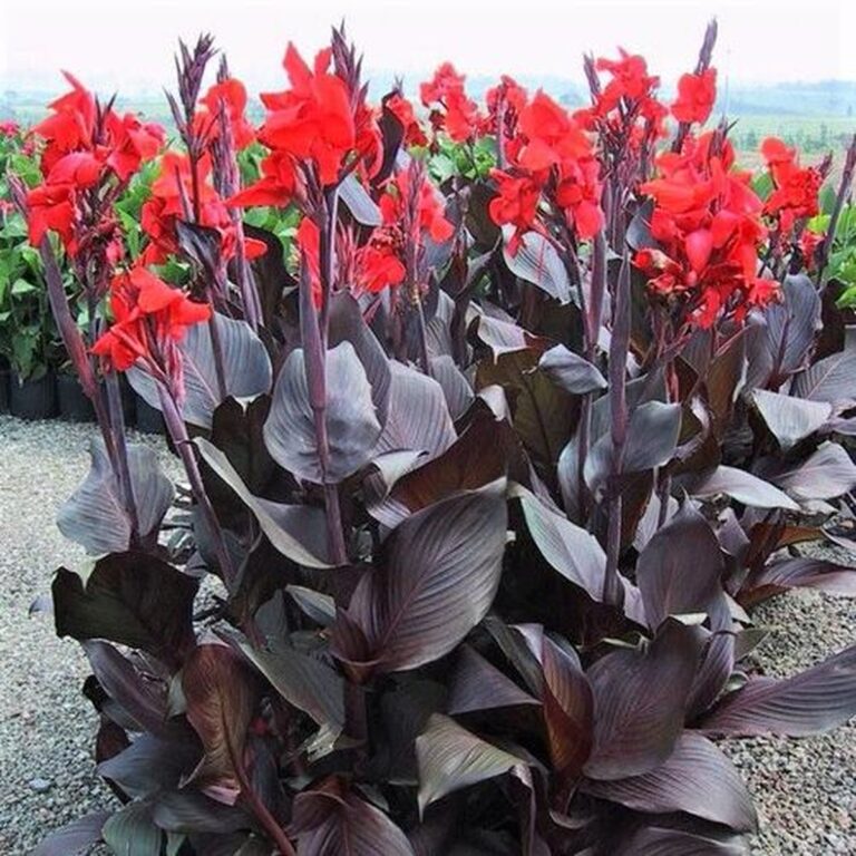 30 Stunning Types of Canna Lily Varieties for Garden Paradise