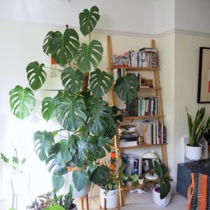 21 Beautiful Monstera Trellis Ideas for Plant Lovers